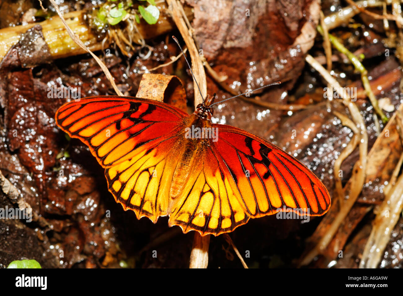 Mexican silverspot butterfly hi-res stock photography and images - Alamy