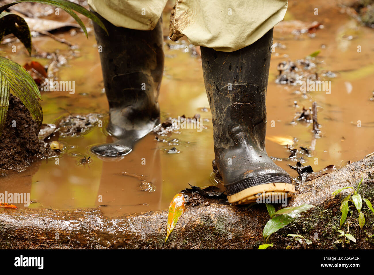 Muddy path in rainforest, rubber boot, Costa Rica Stock Photo - Alamy
