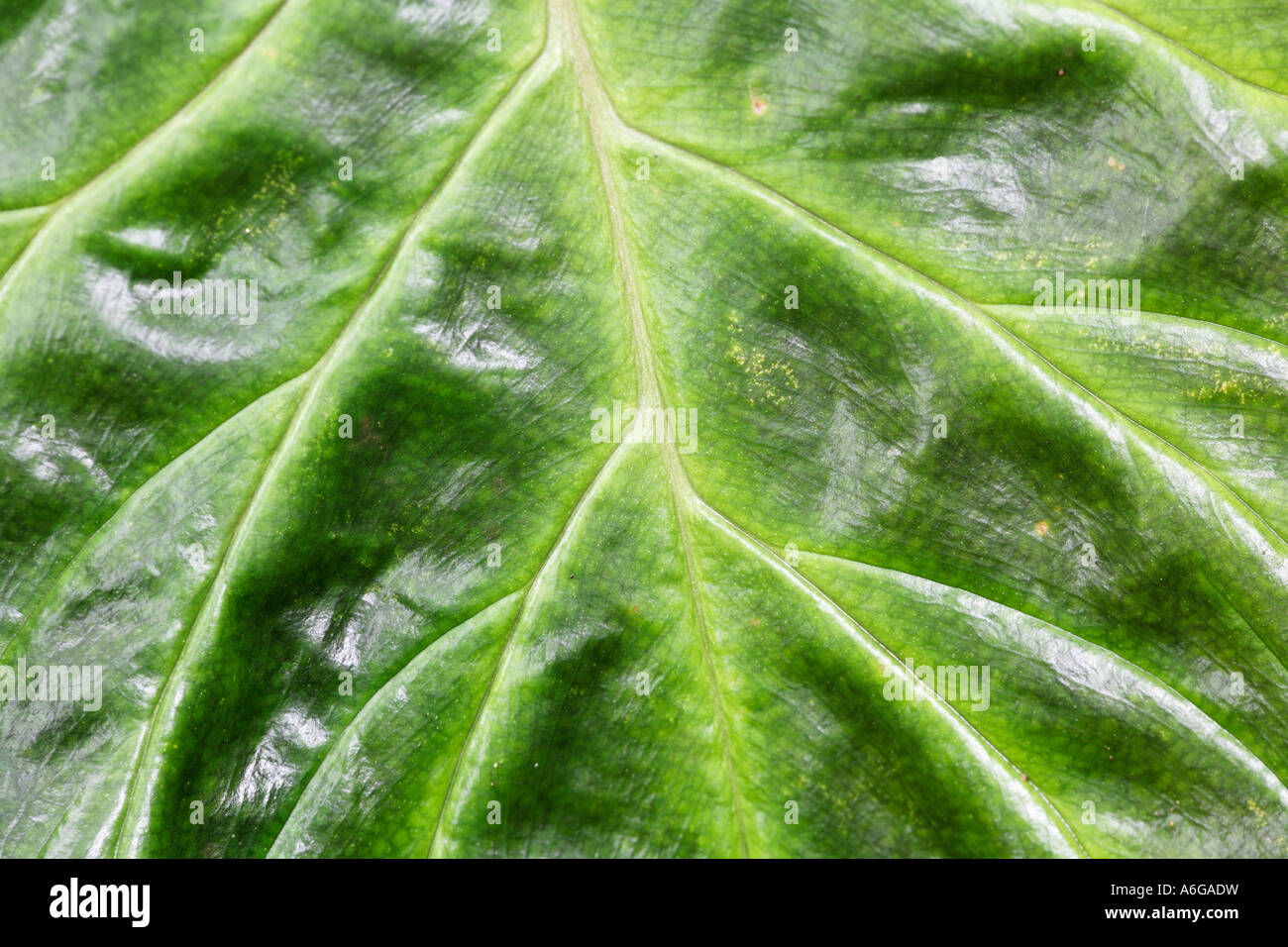 Leaf in rainforest, Costa Rica Stock Photo - Alamy