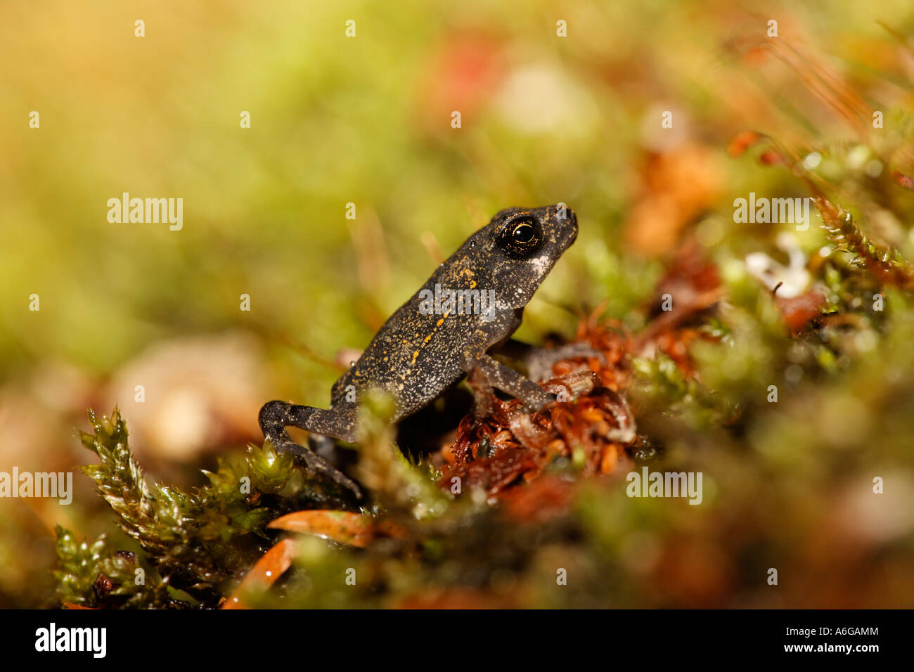 Frog, Costa Rica Stock Photo - Alamy