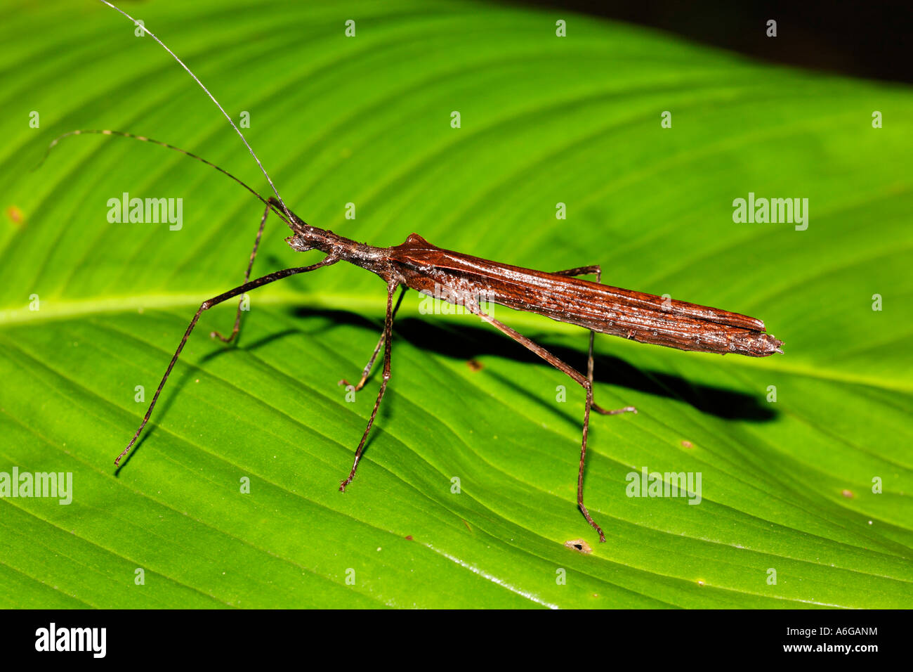Walking Stick (Phasmatodea), Costa Rica Stock Photo - Alamy