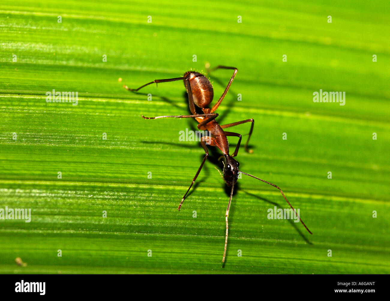 Ant hi-res stock photography and images - Alamy