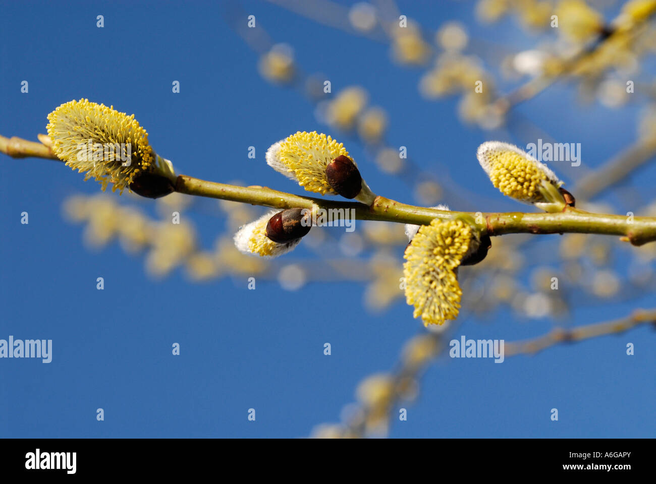 Catkin closeup hi-res stock photography and images - Alamy