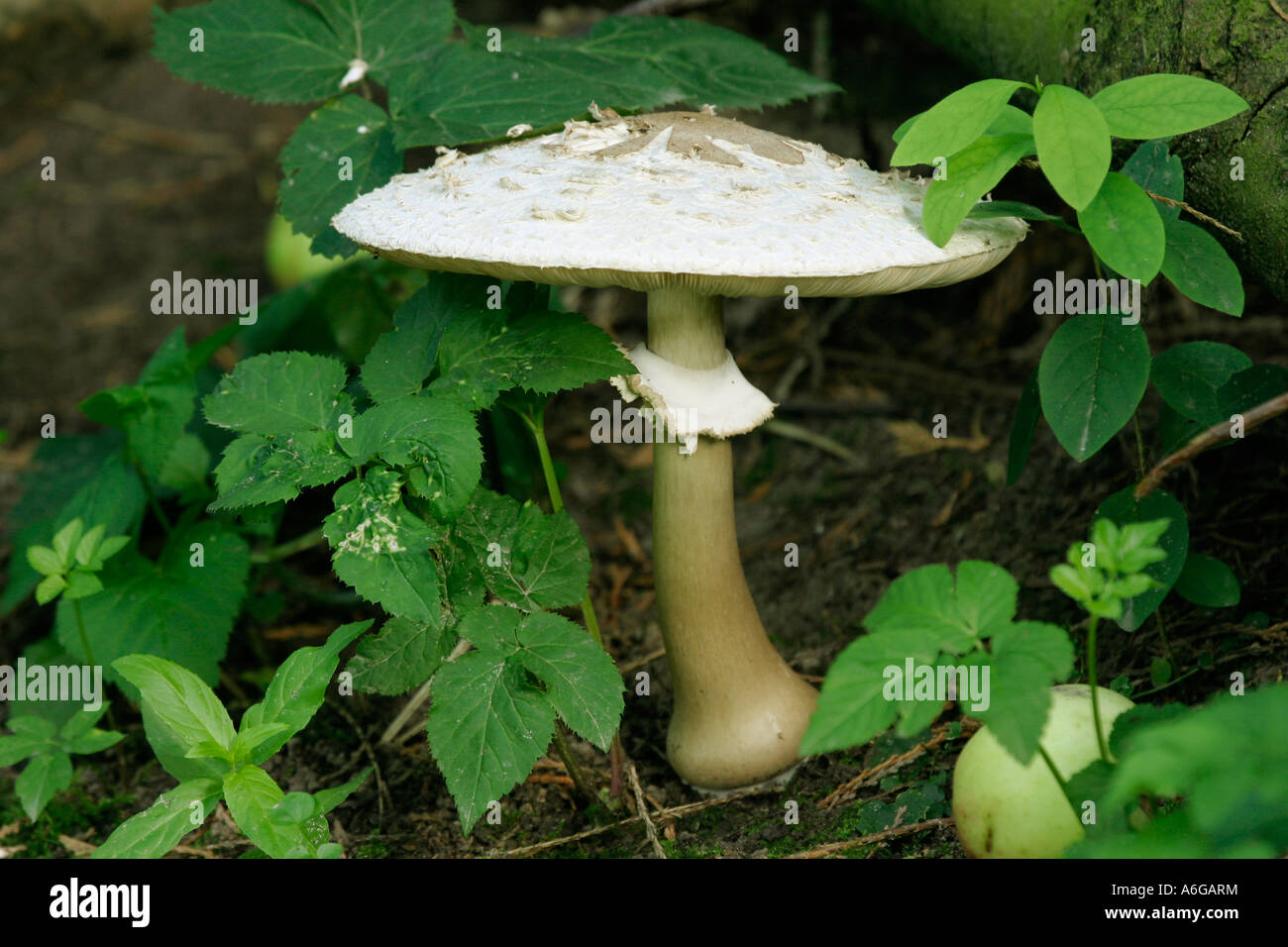 Rotender hi-res stock photography and images - Alamy