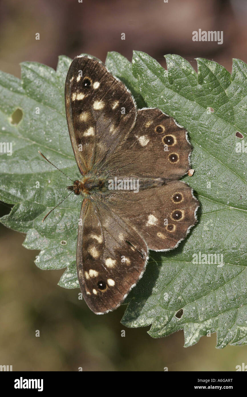 Speckled wood butterfly parage aegeria hi-res stock photography and ...