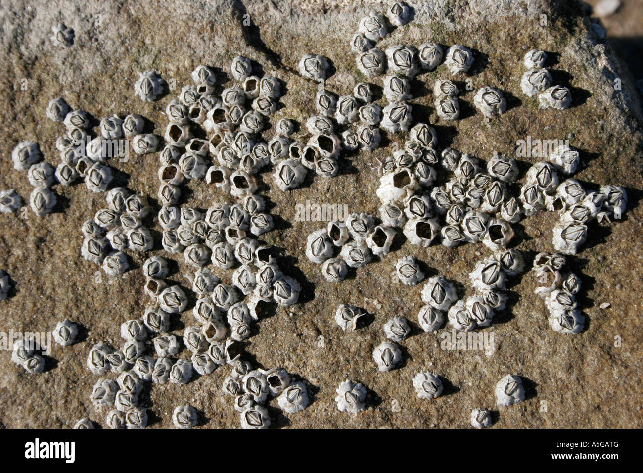 Chthamalus hi-res stock photography and images - Alamy