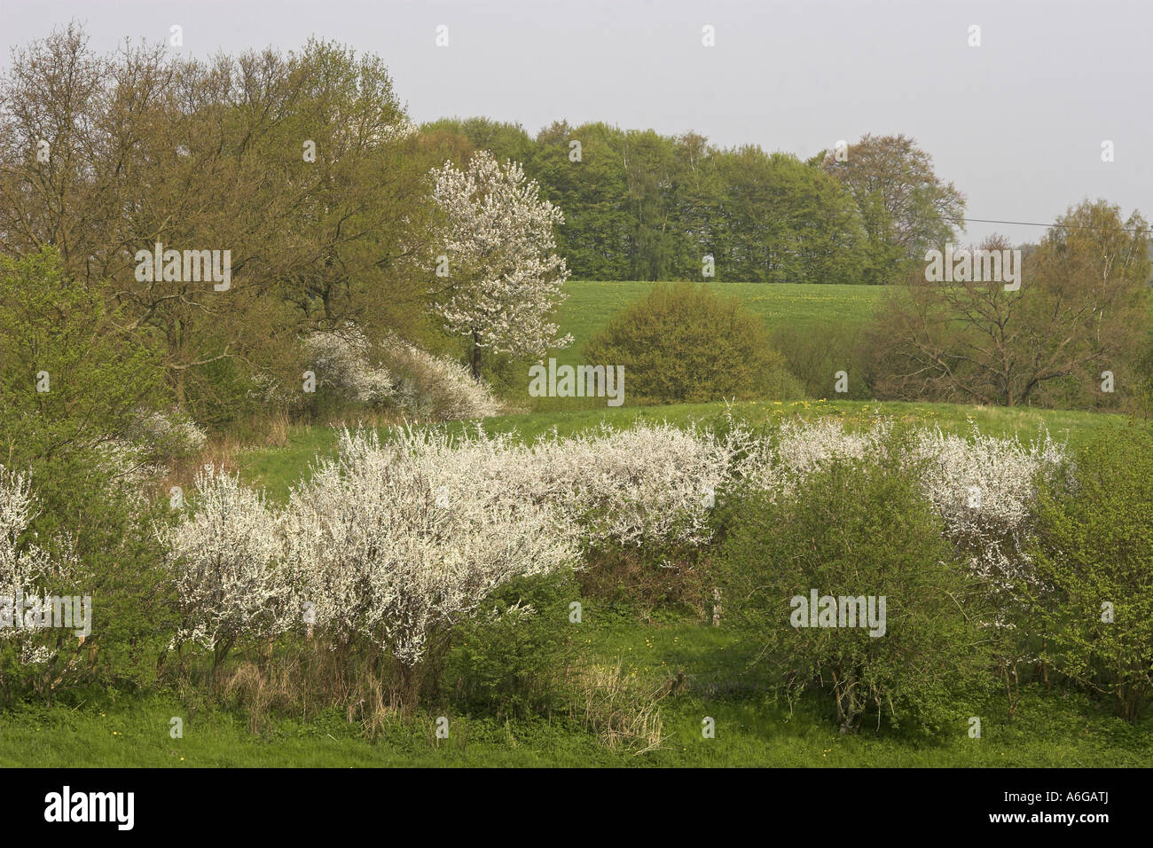 blackthorn, sloe (Prunus spinosa), hedge Stock Photo - Alamy