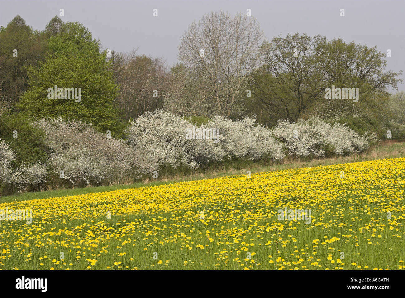 blackthorn, sloe (Prunus spinosa), hedge with flowerinh meadow Stock ...