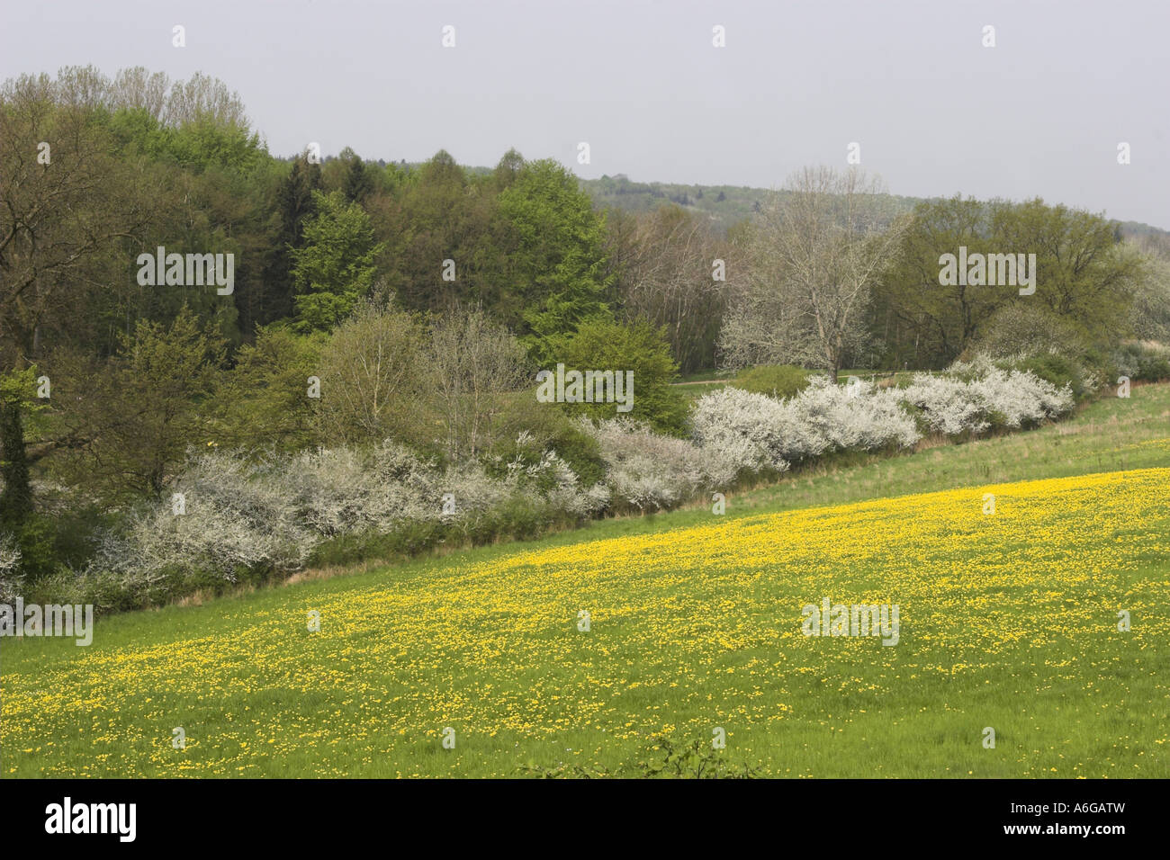 blackthorn, sloe (Prunus spinosa), hedge with flowerinh meadow Stock ...
