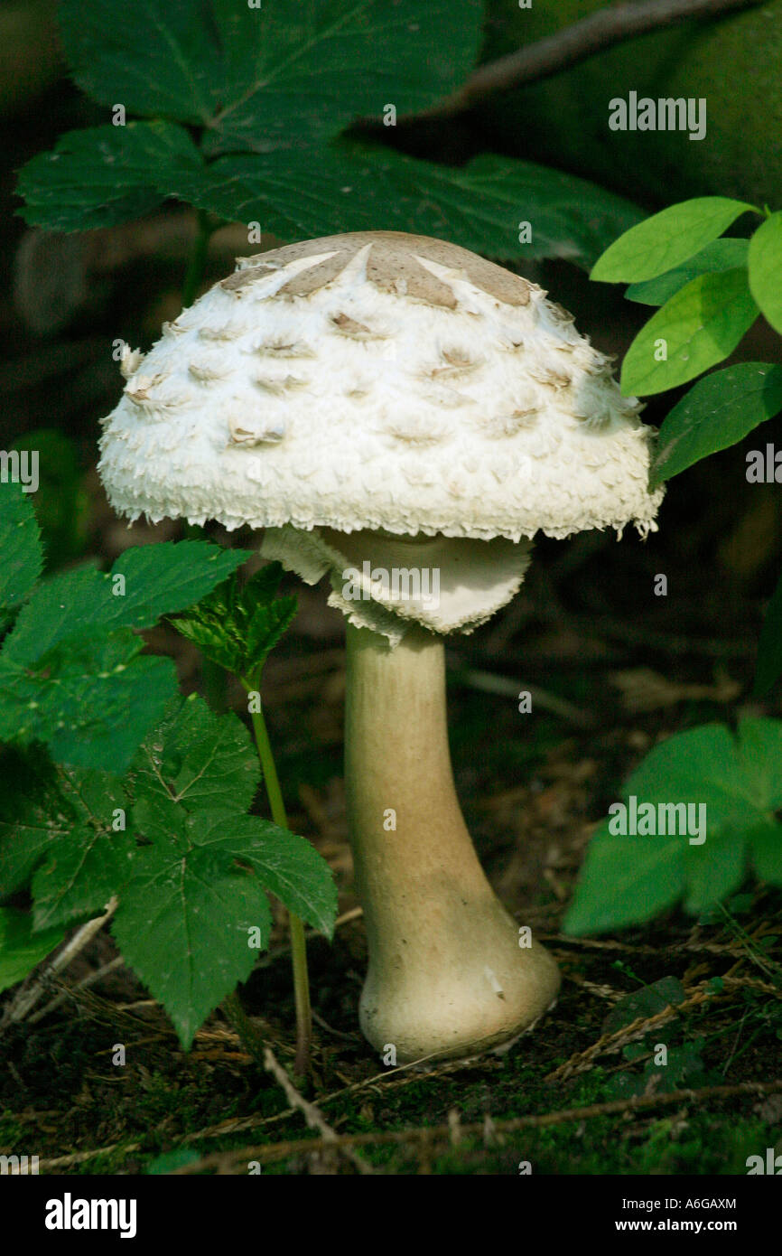 Rotender hi-res stock photography and images - Alamy