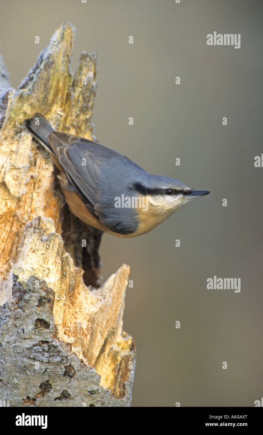 Nuthatches tree hi-res stock photography and images - Alamy