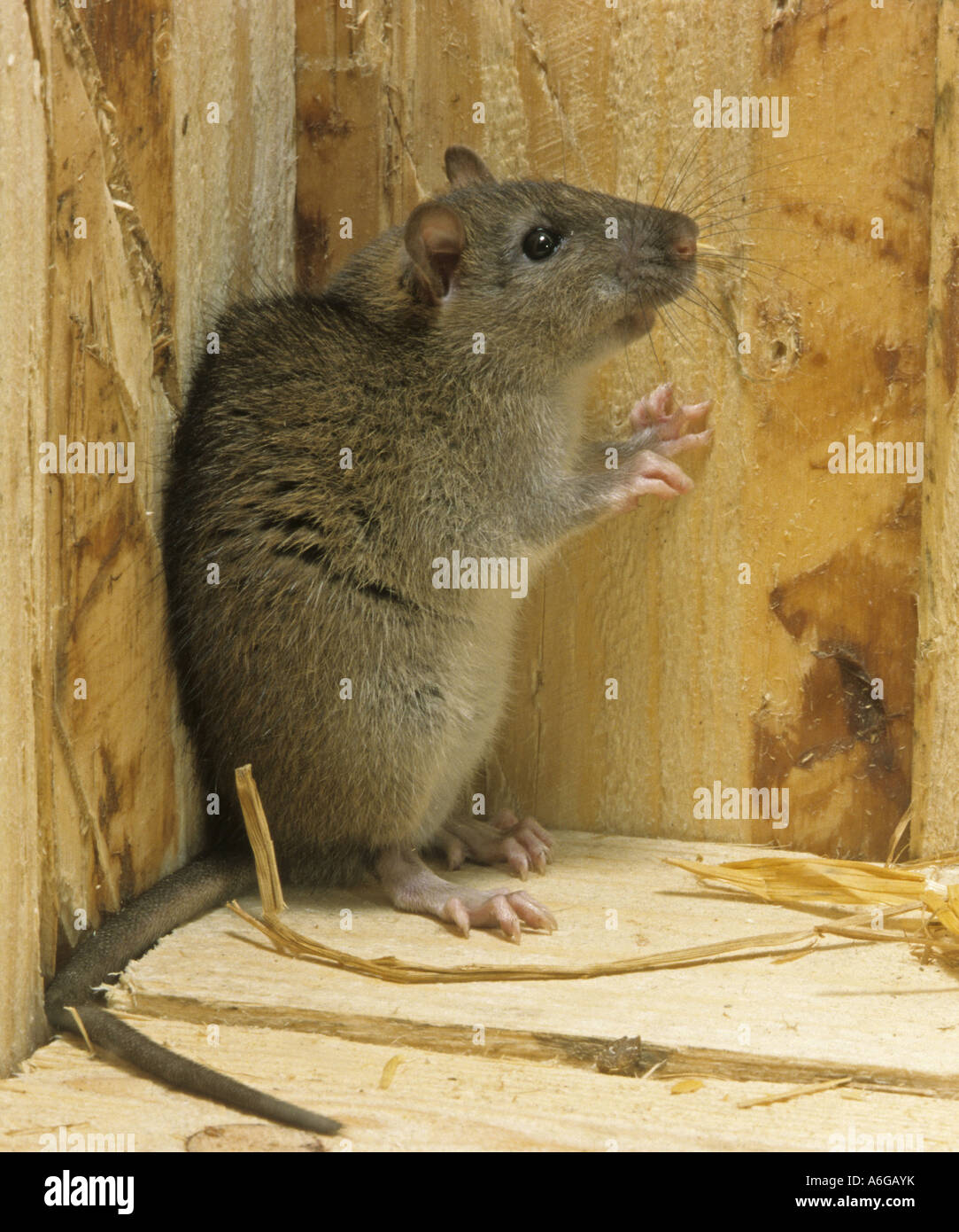 brown rat, commo brown rat, Norway rat, common rat (Rattus norvegicus ...