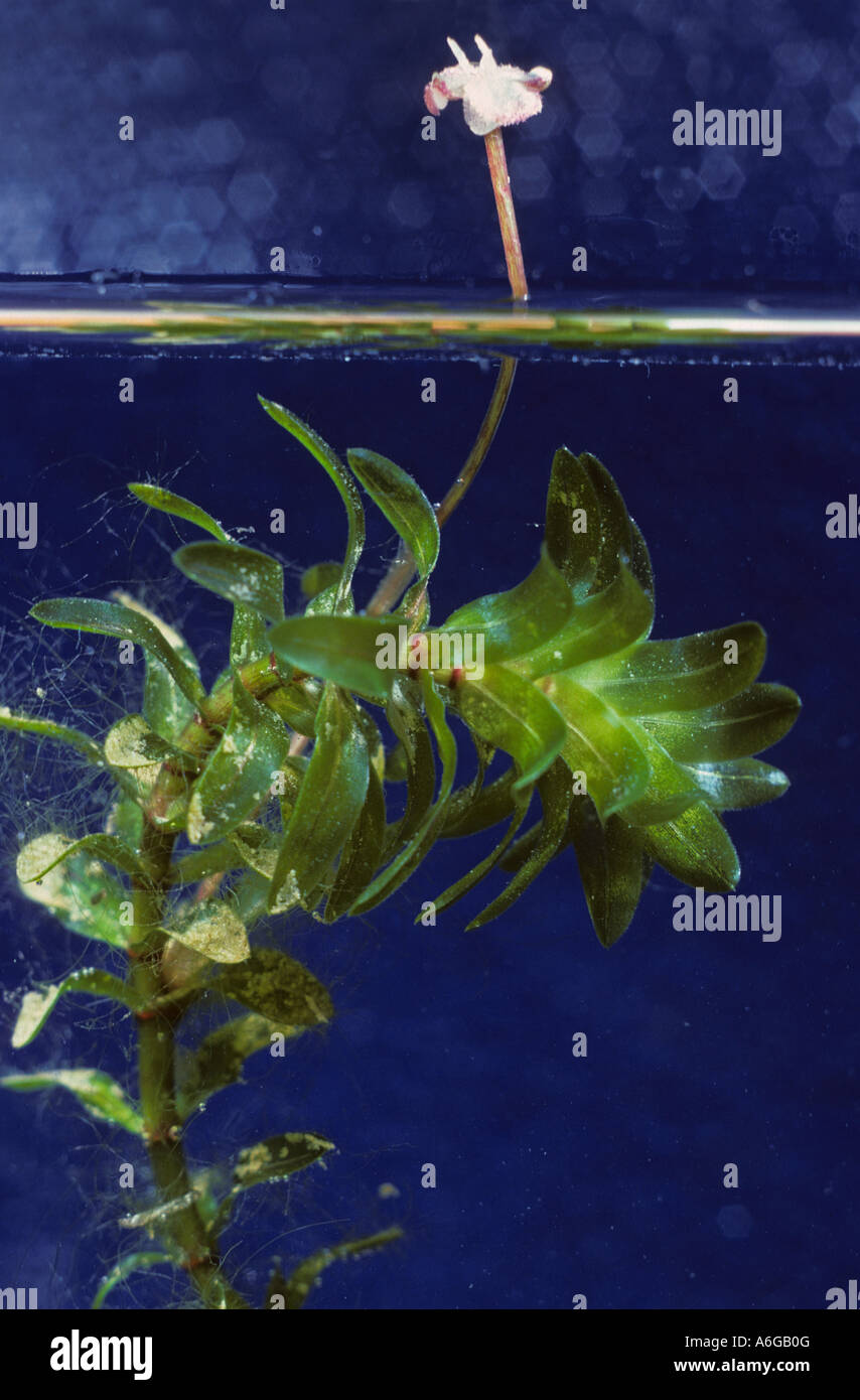 Canadian waterweed, common elodea, broad waterweed (Elodea canadensis ...