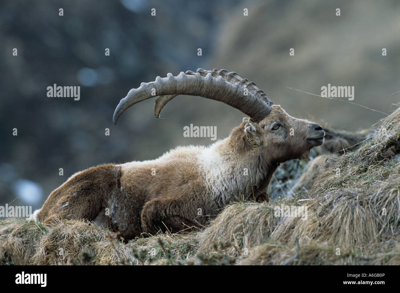Alpine Ibex (Capra ibex) resting on dead grass, Austria Stock Photo - Alamy