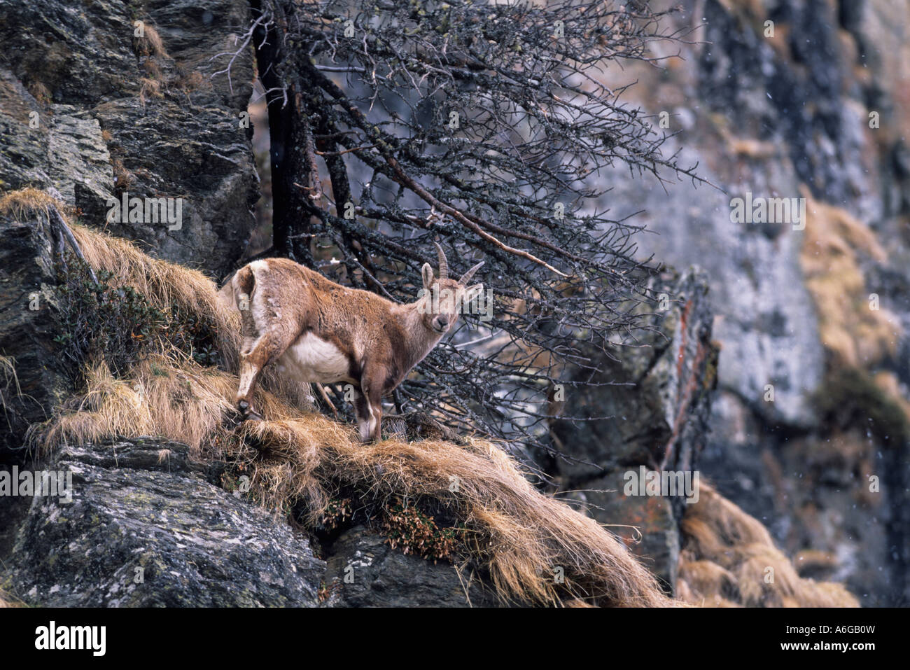 Alpine Ibex (Capra ibex) female on mountain slop, Austria Stock Photo ...