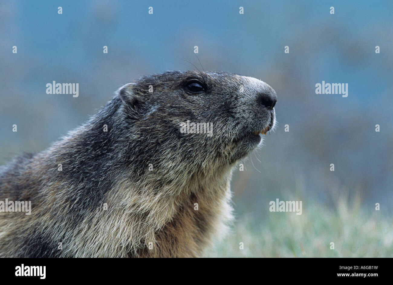 Portrait of Alpine Marmot (Marmota marmota) close-up of marmots head ...