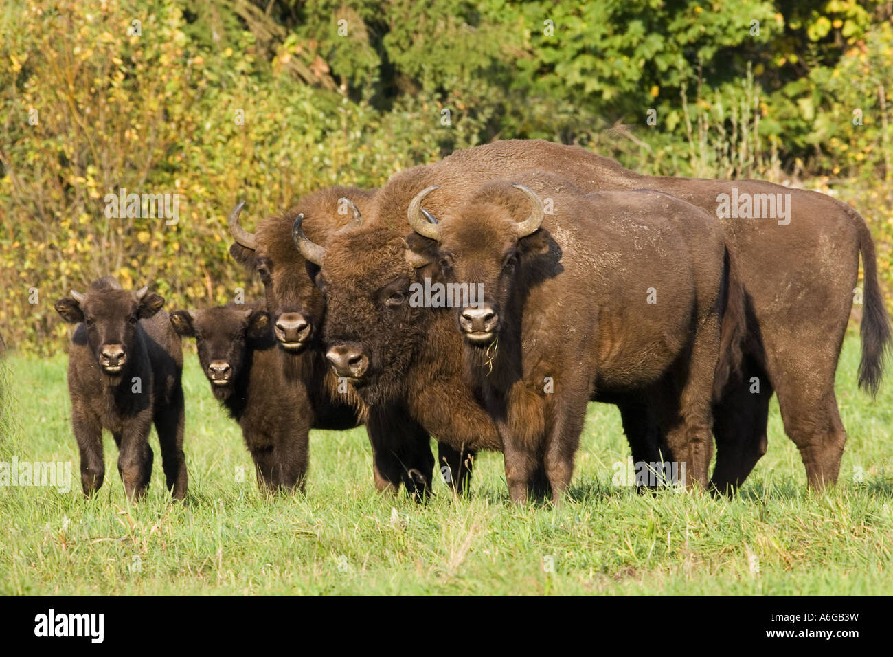 European bison, wisent (Bison bonasus), with calves, largest and ...