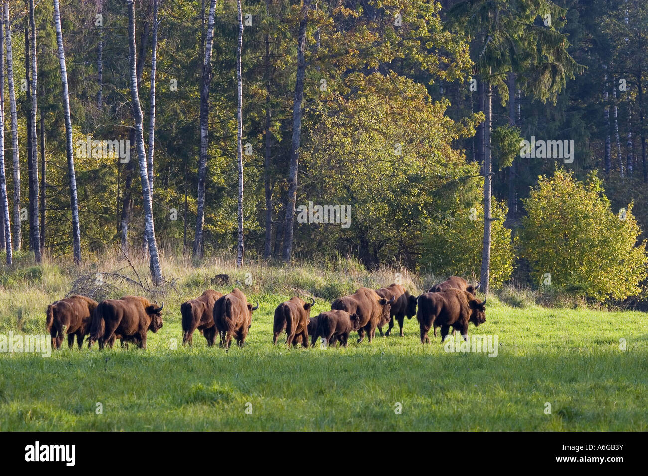 European bison, wisent (Bison bonasus), herd, largest and heaviest ...