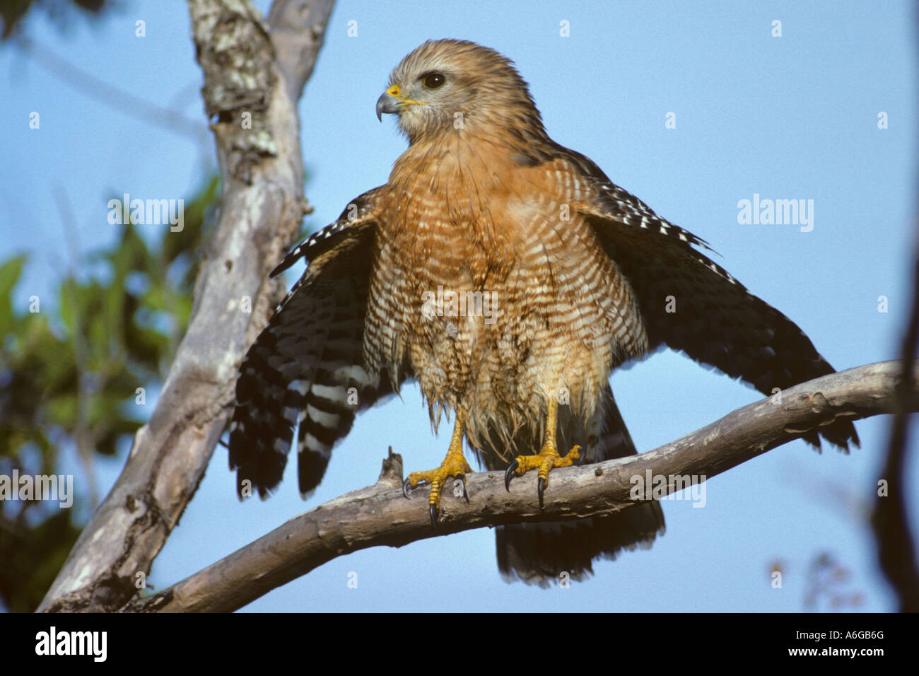 red-shouldered hawk (Buteo lineatus), sitting on branch, flapping wings ...