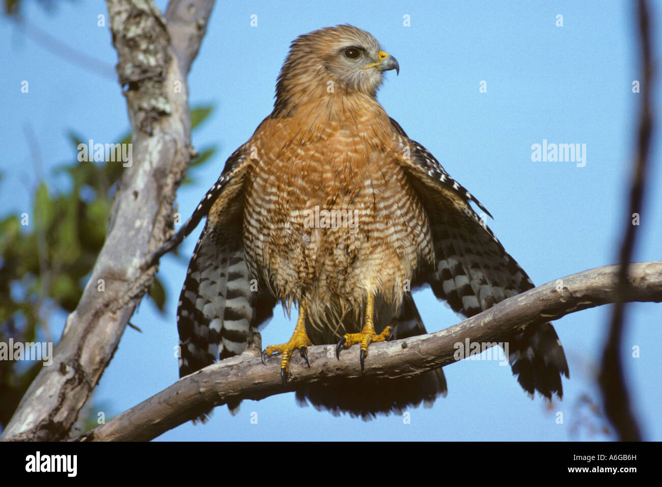 Red shouldered hawk on branch hi-res stock photography and images - Alamy