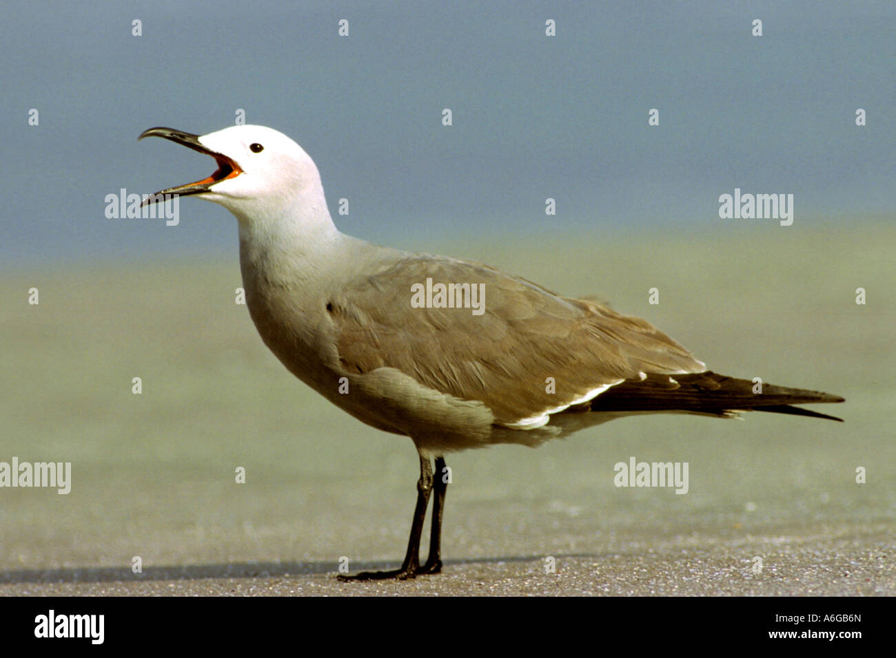 grey gull (Larus modestus), yelling, Chile, Atacama Stock Photo - Alamy