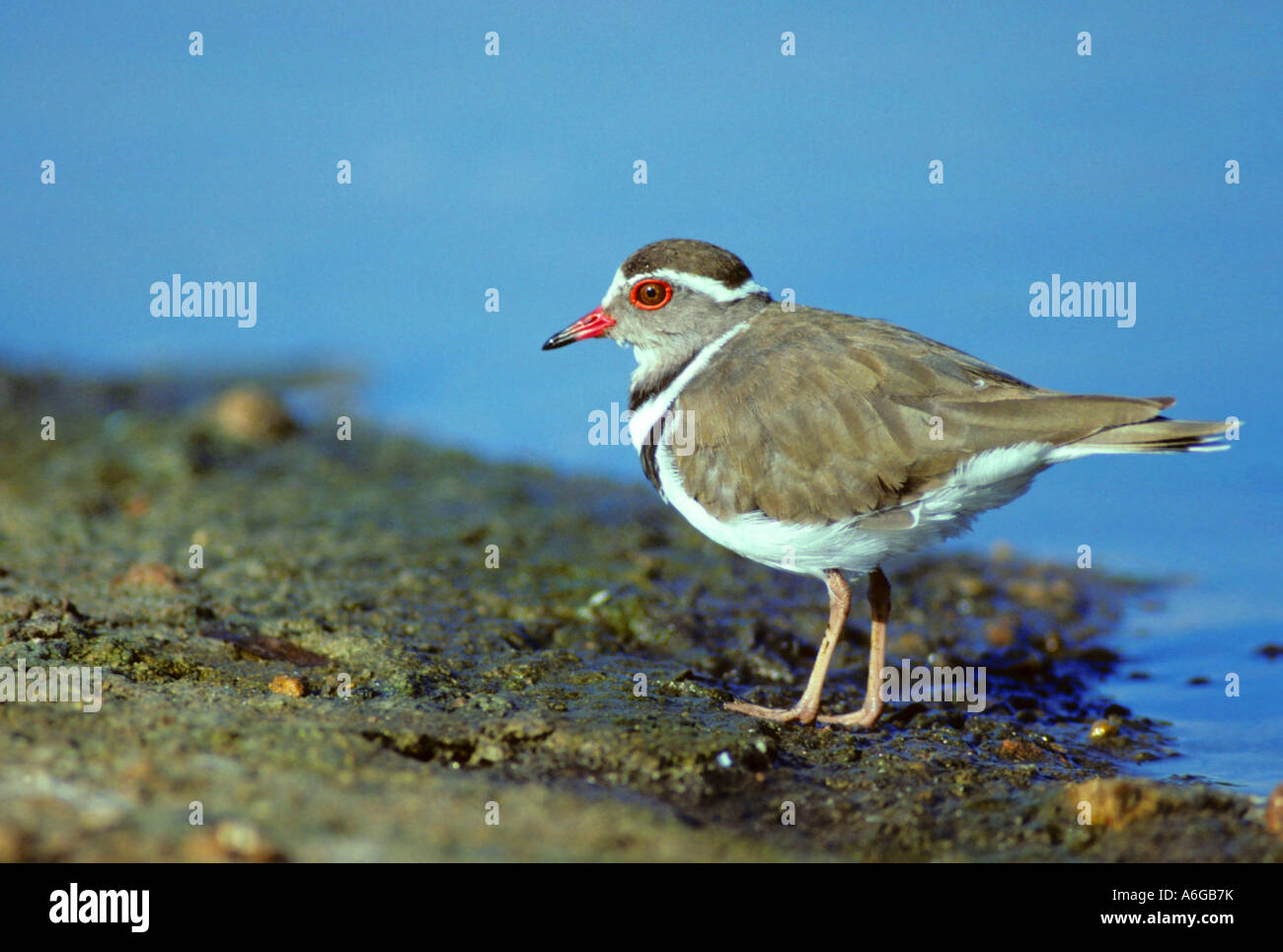 Three Banded Plovers Stock Photos & Three Banded Plovers Stock Images ...