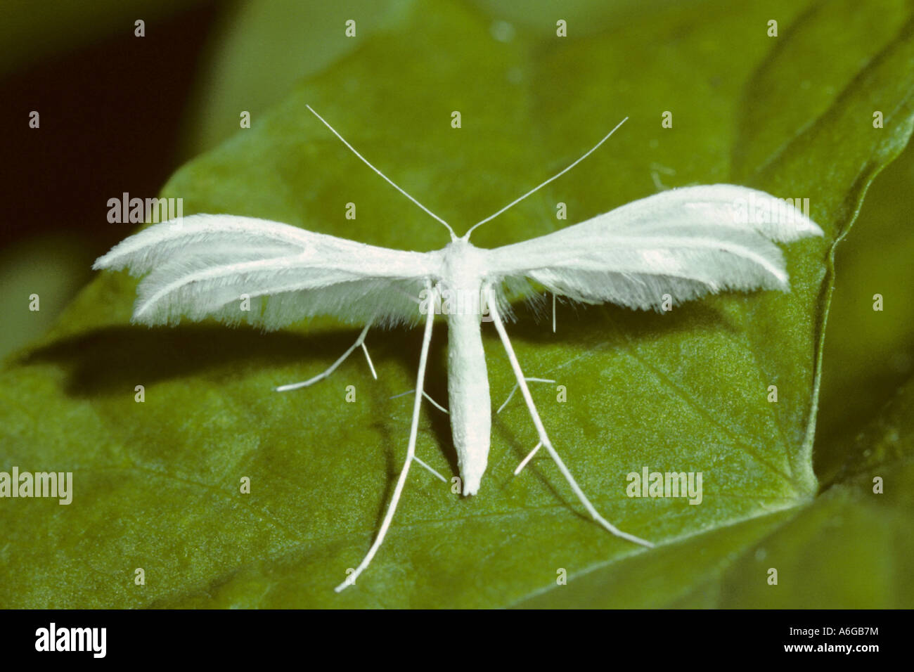 plume moths (Pterophoridae), Germany Stock Photo - Alamy