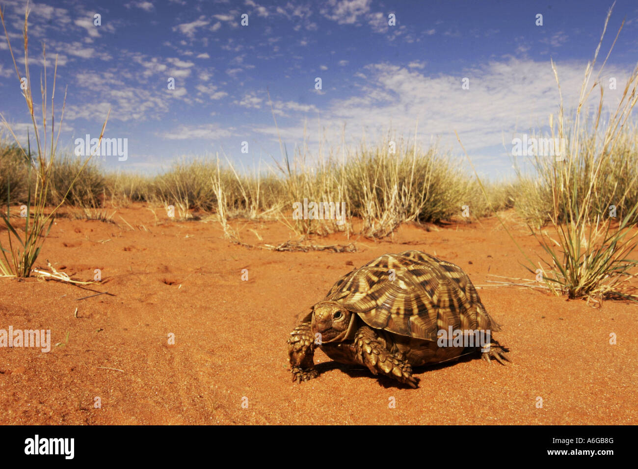 serrated star tortoise, toothed Cape tortoise, Kalahari tortoise ...
