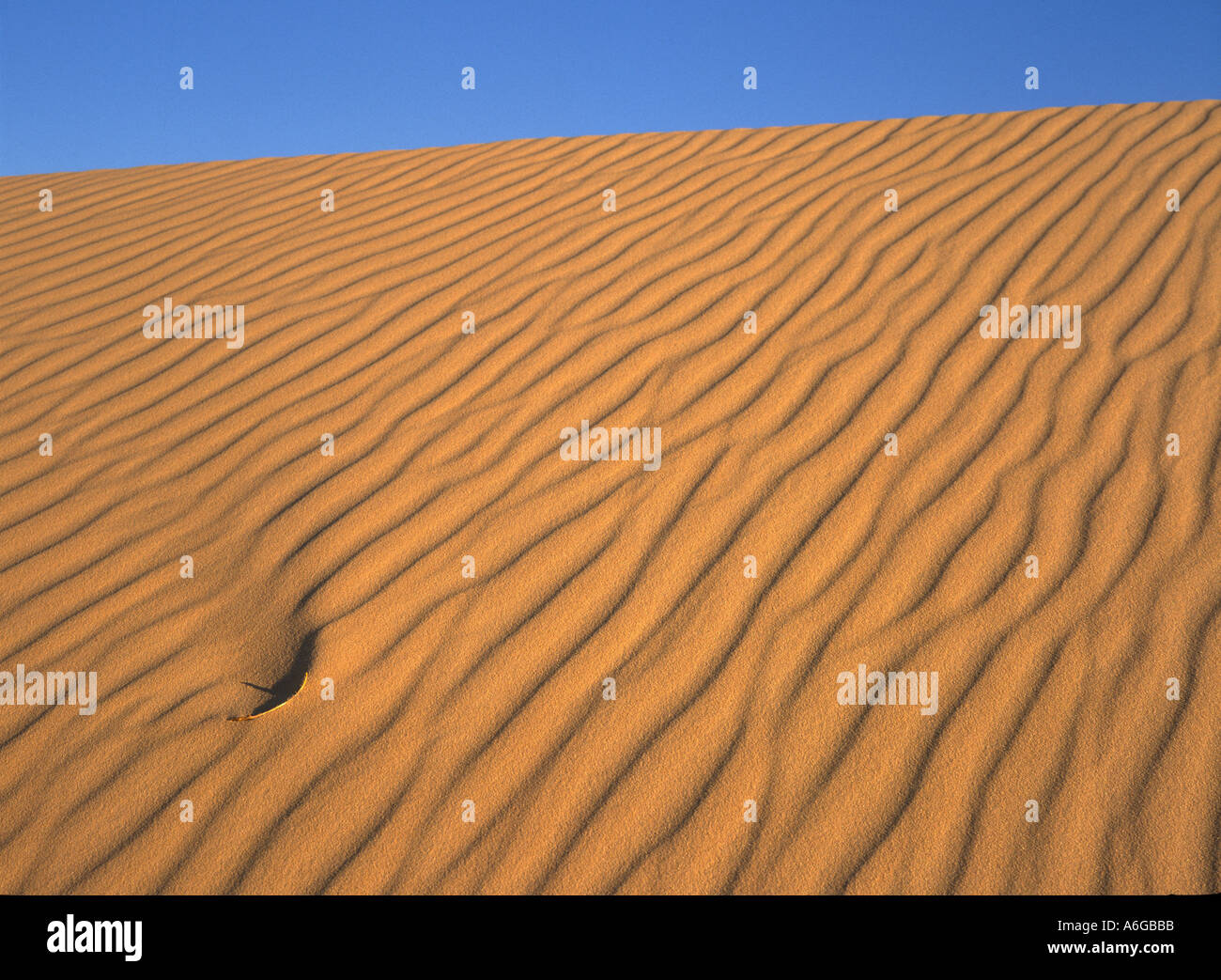 Egypt Aswan detail of a sand dune with wind motives and twig Stock ...