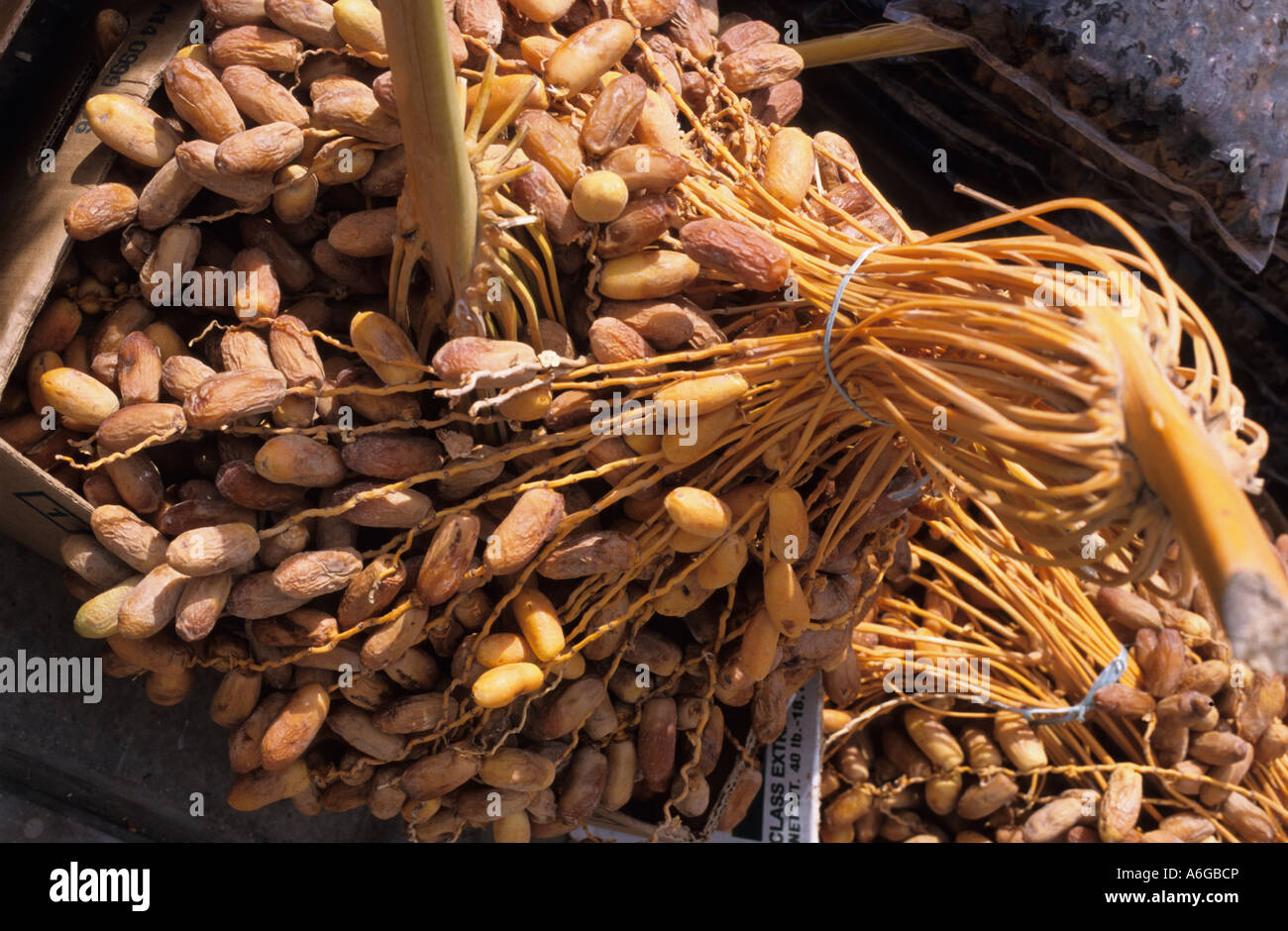 Iraq dates hi-res stock photography and images - Alamy