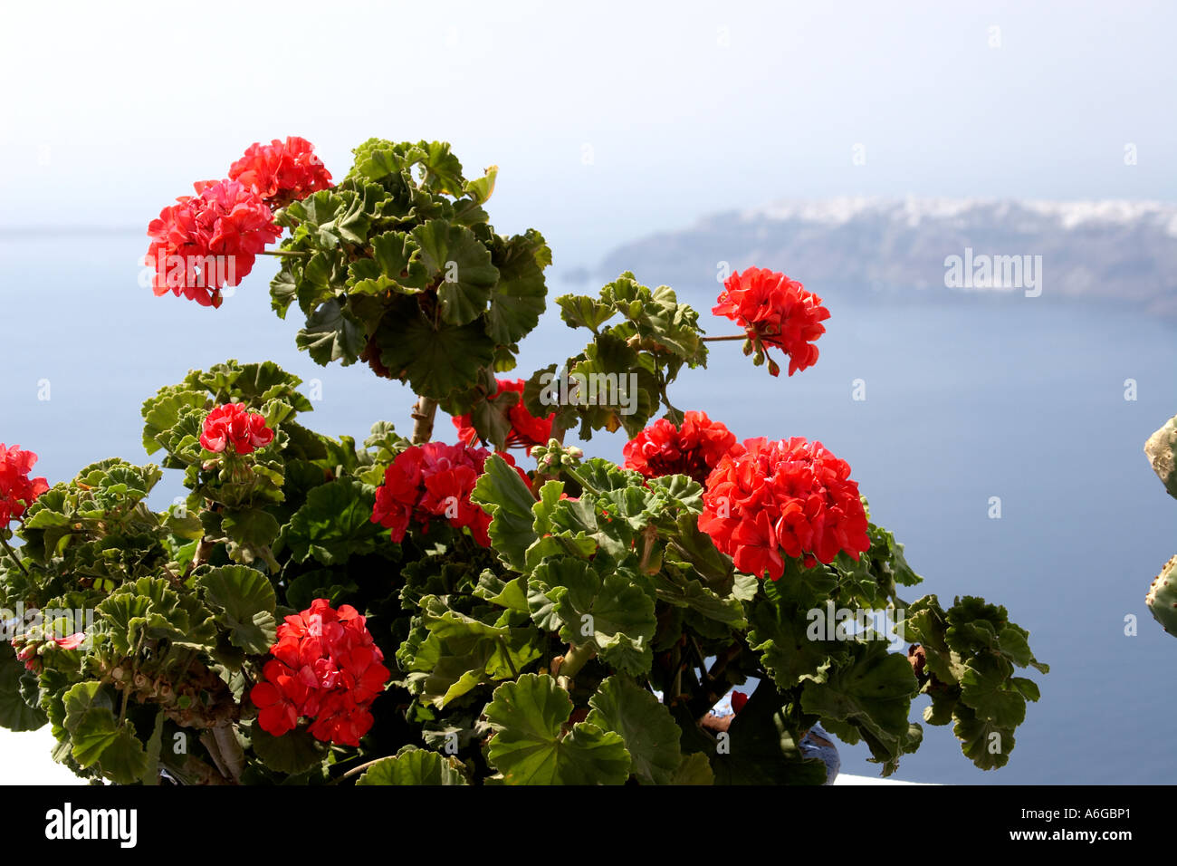 Red geraniums on a hotel balcony Stock Photo - Alamy