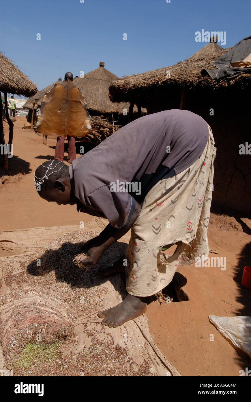 Uganda.Drying grain to make local beer in displaced camp Stock Photo ...