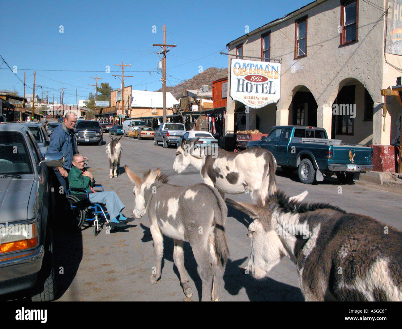 Feral donkey hi-res stock photography and images - Alamy