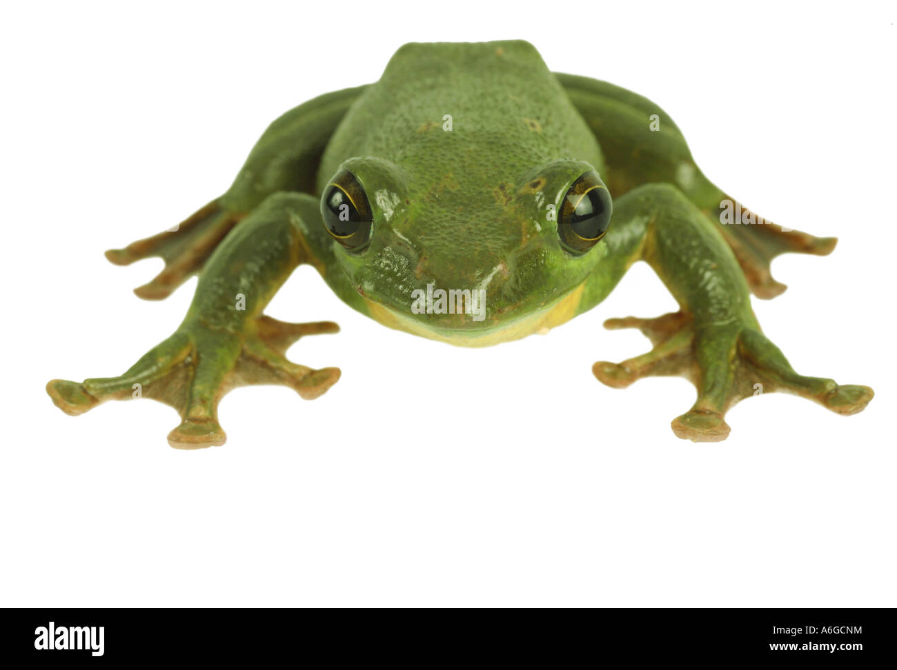 Format flying frog old world tree frog old world treefrog hi-res stock ...