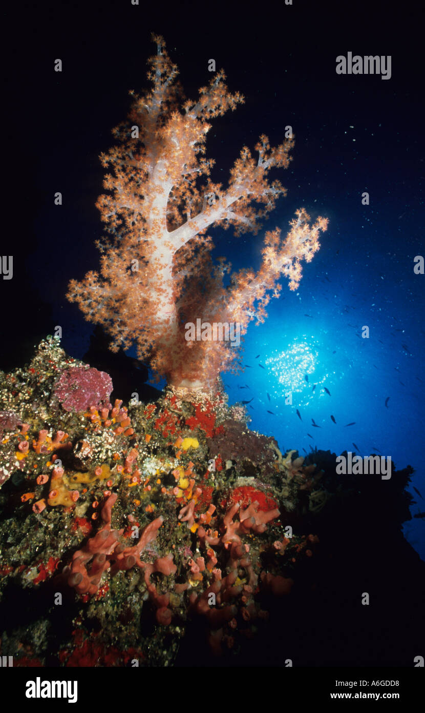 Large Soft Tree Coral Dendronephthya rubeola against the sun Jessie ...