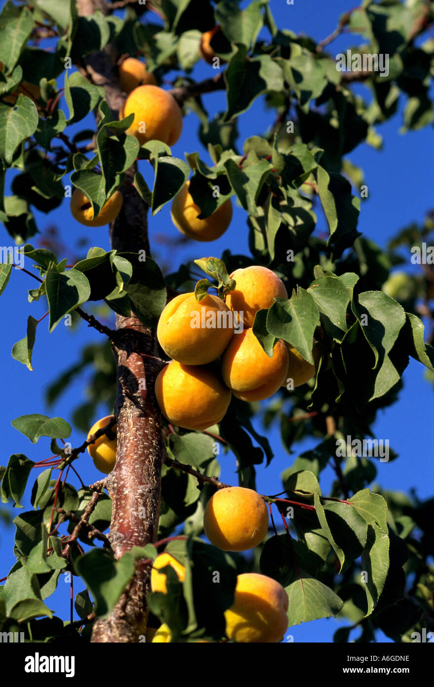 Turkey Cappadoce Apricot Tree Stock Photo - Alamy