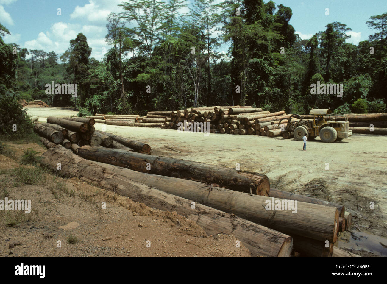 Logs from logging Tekala Danum Valley Sabah Borneo Malaysia primary ...