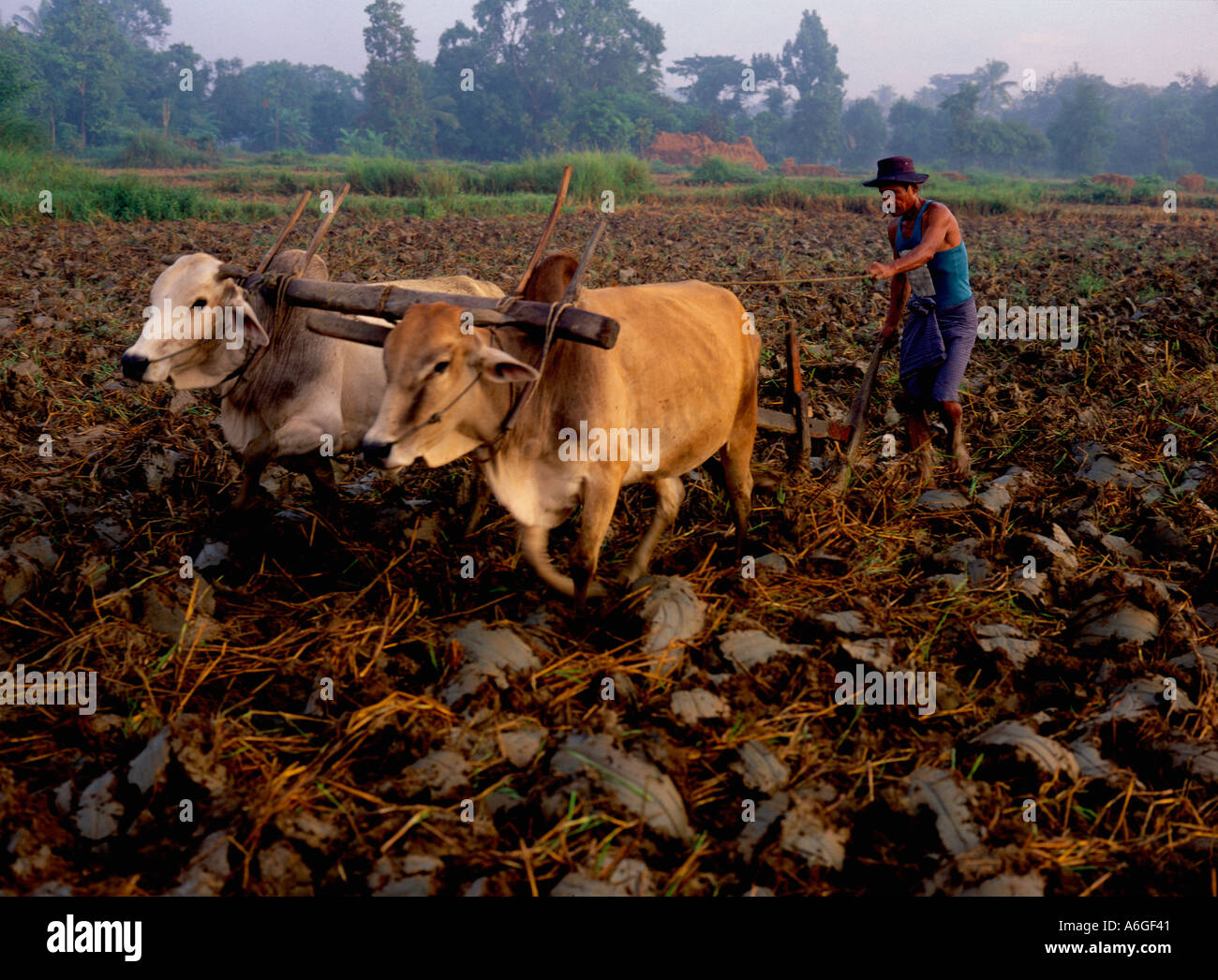 Taungoo area peasant ploughing rice field Stock Photo - Alamy