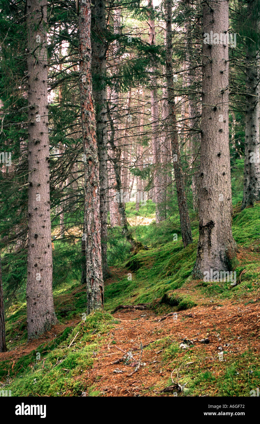 Scottish highlands in spring hi-res stock photography and images - Alamy