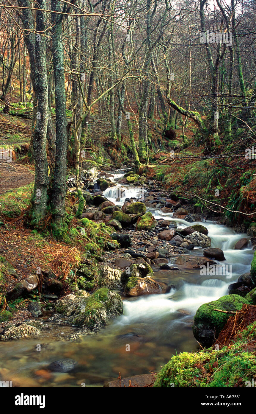 Mamore forest hi-res stock photography and images - Alamy