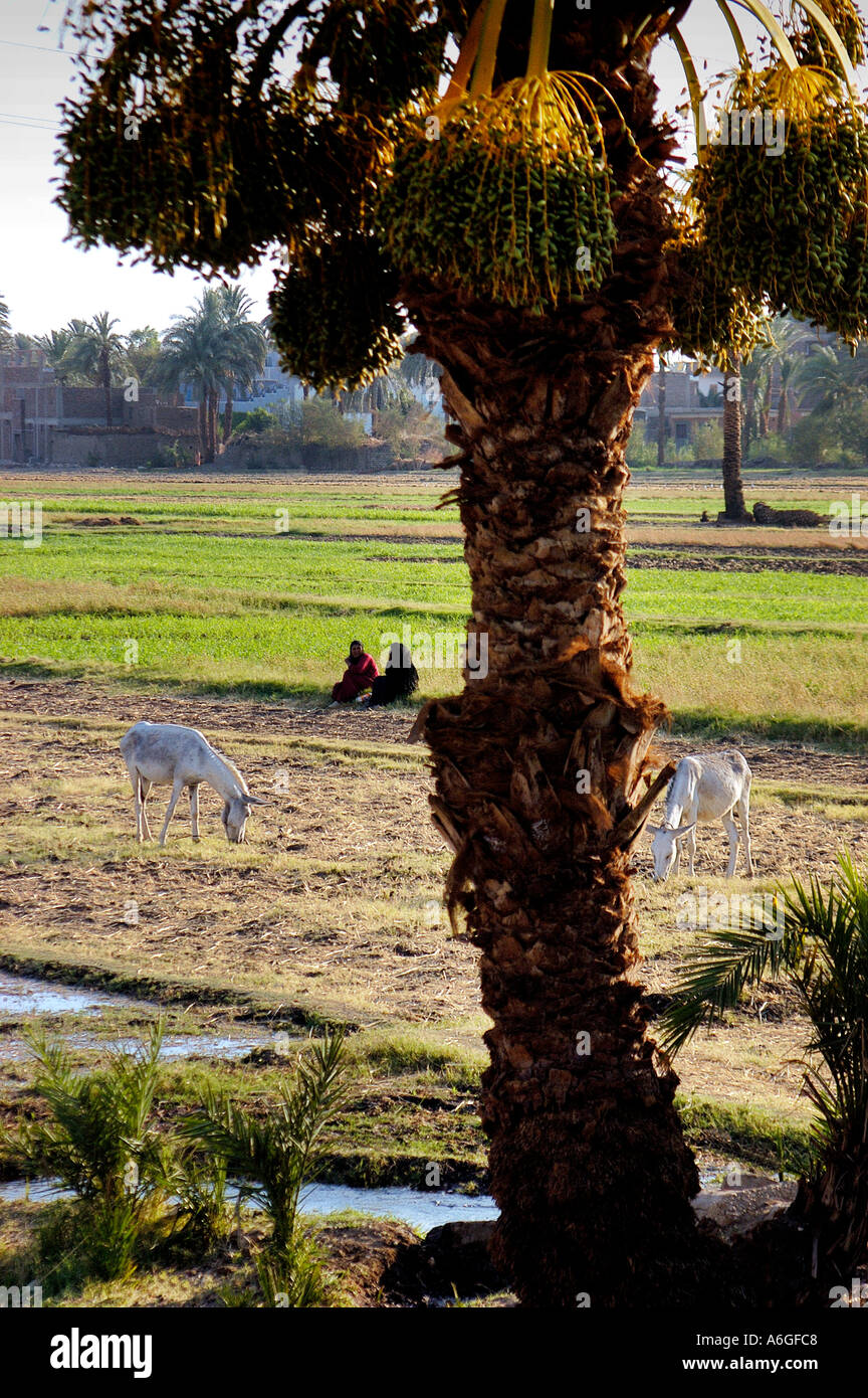 Egypt at Gurna in the Nile valley on the Luxor west bank Stock Photo ...