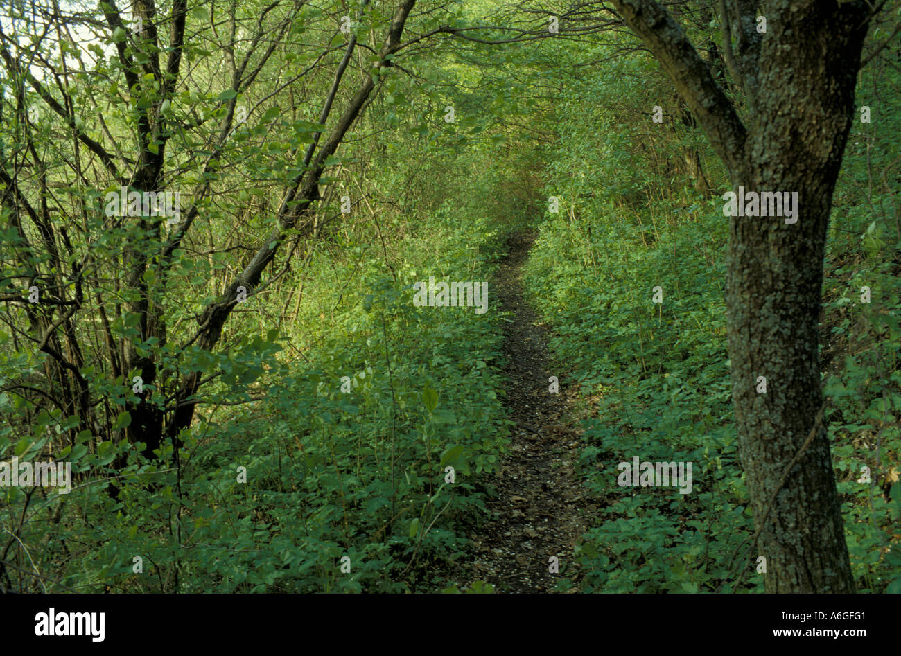 Dense wood hi-res stock photography and images - Alamy