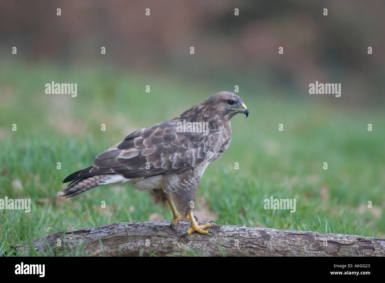 Common Buzzard on log Stock Photo - Alamy
