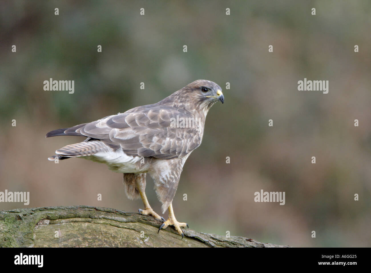 Common Buzzard on log Stock Photo - Alamy