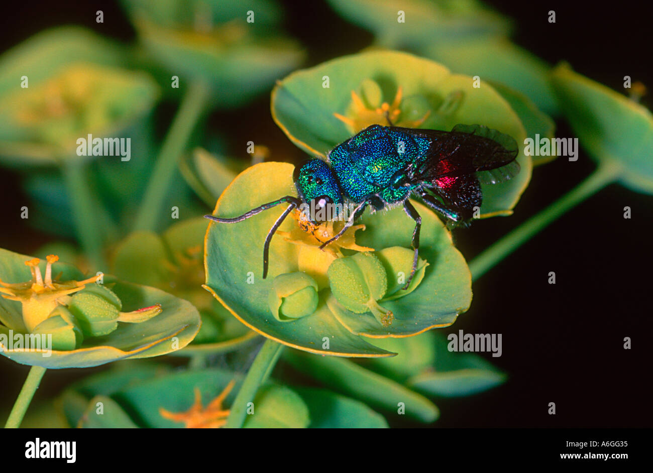 Chrysis ignita pollination hi-res stock photography and images - Alamy