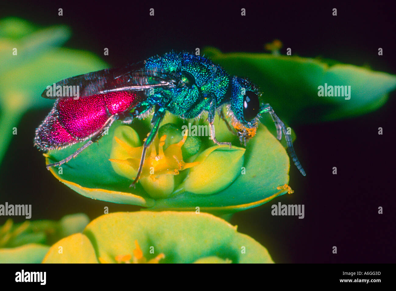 Ruby-tailed Wasp, Chrysis ignita. Collecting nectar on Euphorbiae ...