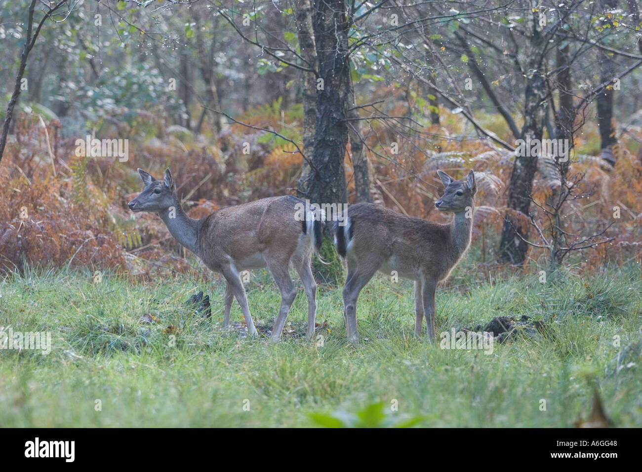 Two Fallow Deer in the Forest of Dean Stock Photo - Alamy
