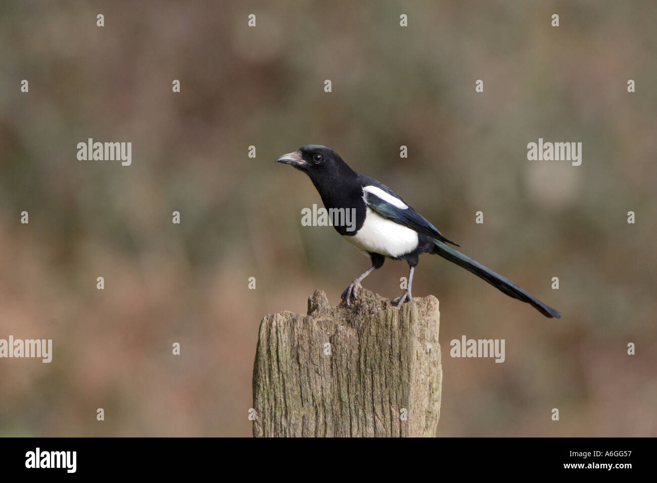 Magpie on fence post Stock Photo - Alamy