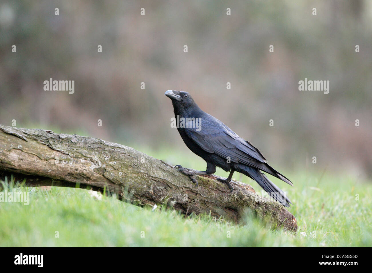 Raven on log Stock Photo - Alamy