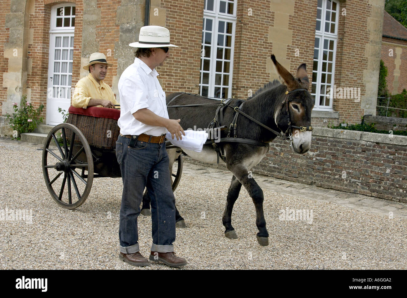 Normandy Donkey High Resolution Stock Photography and Images - Alamy